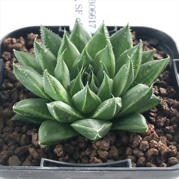 多肉植物 bphハオルチア H.scottii IB06617 Welgerust, SE of Calitzdorp 7.5cmポット ...