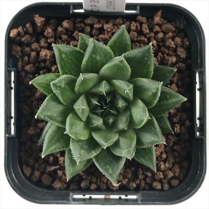 多肉植物 bphハオルチア H.scottii IB06617 Welgerust, SE of Calitzdorp 7.5cmポット ...