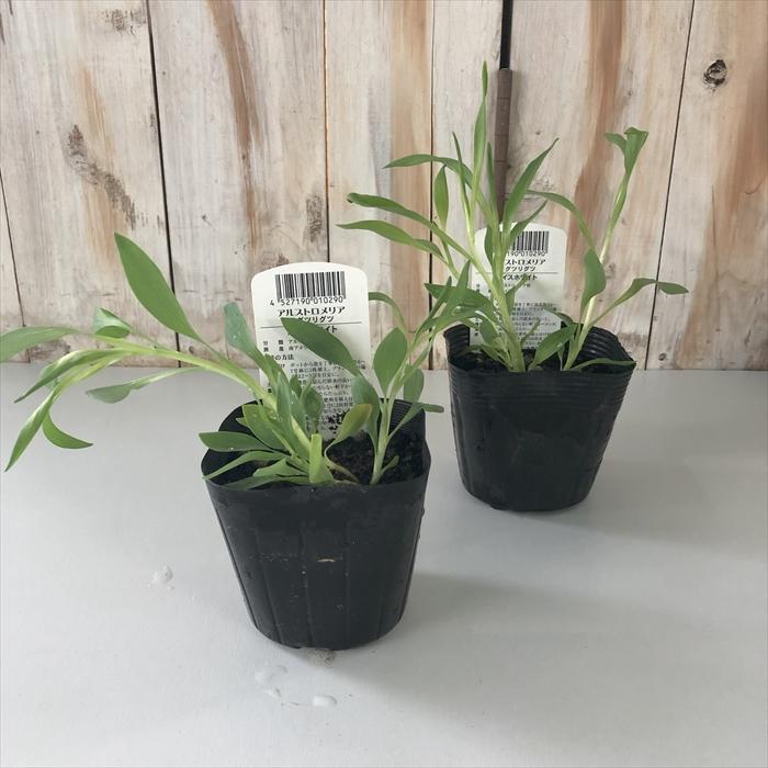 アルストロメリア リグツ アイスホワイト 10.5cmポット 三宅花卉園 宿根草 花苗 ガーデニング myk :z240405002:フラワーネット日本花キ流通 - 通販 - Yahoo!ショッピング