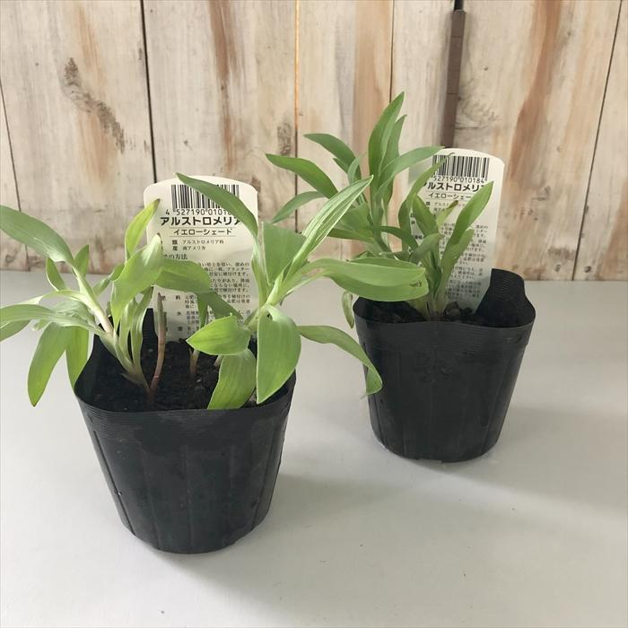 アルストロメリア イエローシェード 耐寒性原種 10.5cmポット 三宅花卉園 宿根草 花苗 ガーデニング myk :z240405011:フラワーネット日本花キ流通 - 通販 - Yahoo ...