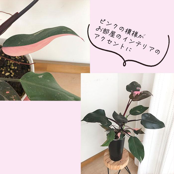 日本花キ流通 観葉植物 フィロデンドロン ピンクプリンセス 6号 日本花キ流通 観葉植物 フィロデンドロン ピンクプリンセス 6号