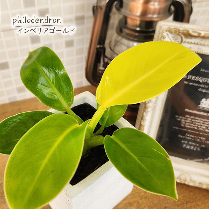日本花キ流通 観葉植物 フィロデンドロン インペリアルゴールド 7.5cmポット 小型 小さい 室内 贈り物 プレゼント インテリア おしゃれ むらかみ園芸 mef : フラワーネット日本花キ ...