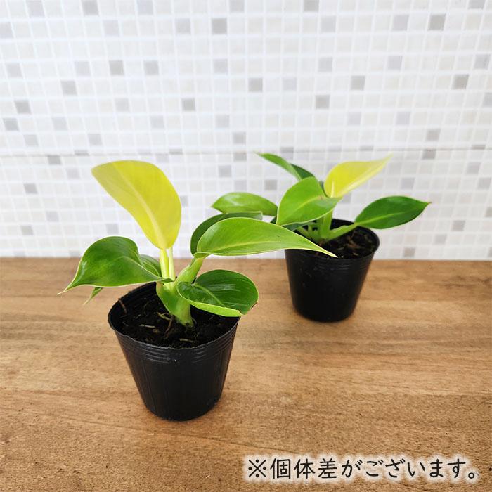 予約販売 フィロデンドロン インペリアルゴールド 7.5cmポット 観葉植物 インテリア おしゃれ むらかみ園芸 mef 9月下旬以降発送 :z240711001:フラワーネット日本花キ流通 ...