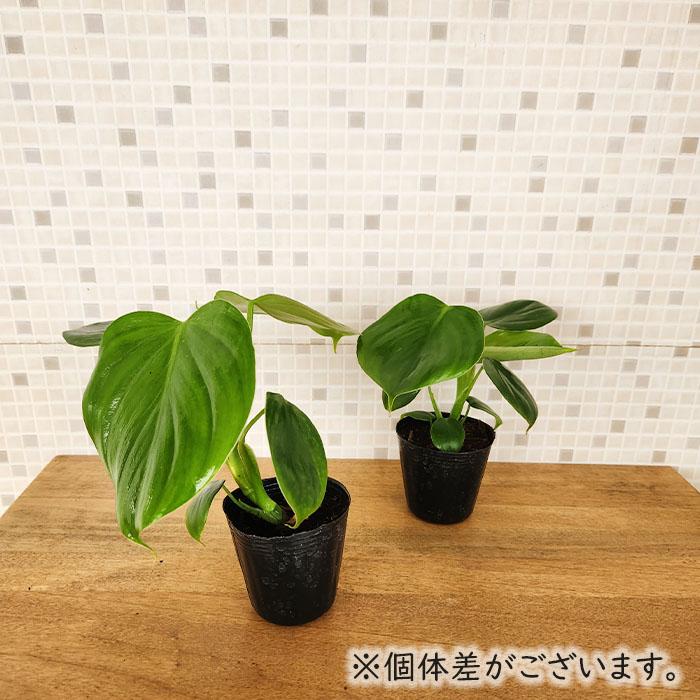 日本花キ流通 観葉植物 フィロデンドロン ピッチェリー 7.5cmポット 小型 小さい 室内 贈り物 プレゼント インテリア おしゃれ むらかみ園芸 mef : フラワーネット日本花キ流通 ...