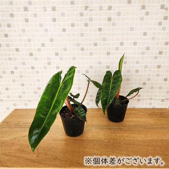 日本花キ流通 観葉植物 フィロデンドロン ビレッティア 7.5cmポット 小型 小さい 室内 贈り物 プレゼント インテリア おしゃれ むらかみ園芸 mef : フラワーネット日本花キ流通 ...