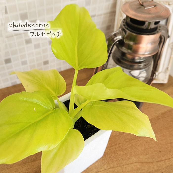 日本花キ流通 観葉植物 フィロデンドロン ワルセビッチ 7.5cmポット 観葉植物 小型 小さい 室内 贈り物 プレゼント インテリア おしゃれ むらかみ園芸 mef : フラワーネット日本花 ...