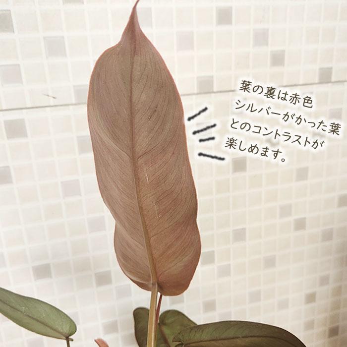 日本花キ流通 観葉植物 フィロデンドロン アタバポエンセ 7.5cmポット 小型 小さい 室内 贈り物 プレゼント インテリア おしゃれ むらかみ園芸 mef : フラワーネット日本花キ流通 ...