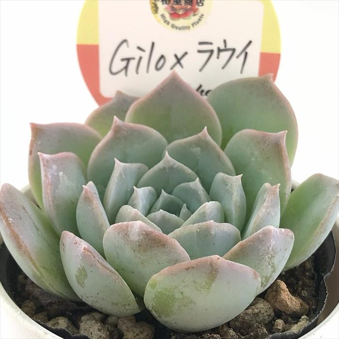 多肉植物 kswエケベリア Gilo×ラウイ 柏屋商店さん苗 エケベリア 6cmポット : フラワーネット日本花キ流通 - 通販 ...