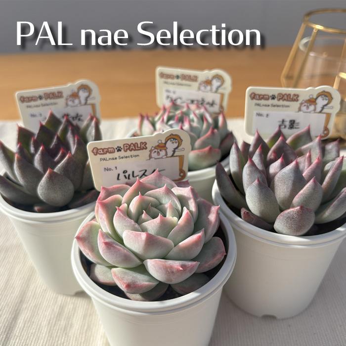 多肉植物 PAL nae セレクション No.001 パルスノー 多肉植物 パルクさん苗 送料無料 エケベリア 6cmポット ...