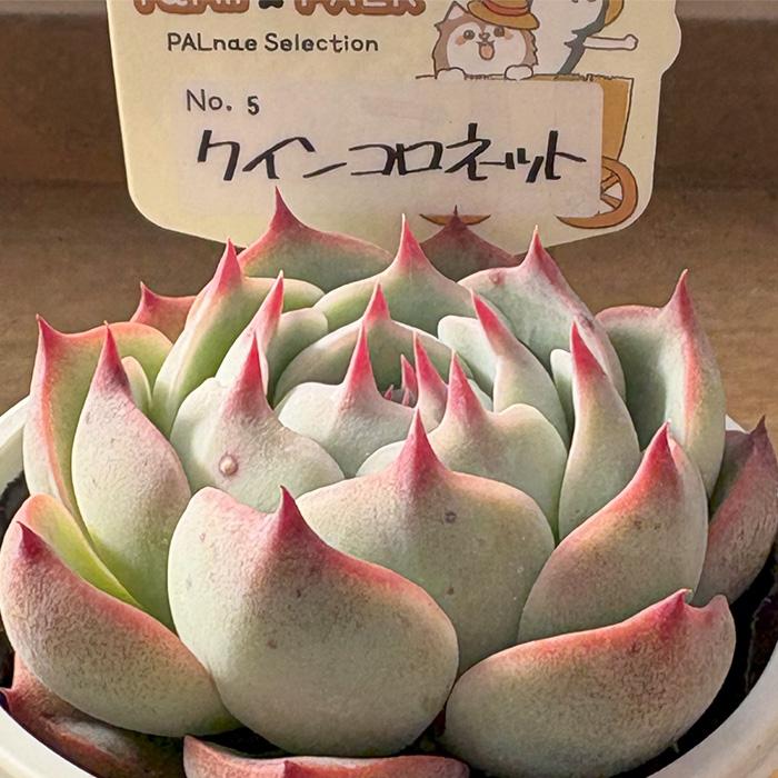 多肉植物 PAL nae セレクション No.005 クインコロネット パルクさん苗 送料無料 エケベリア 6cmポット : フラワーネット ...