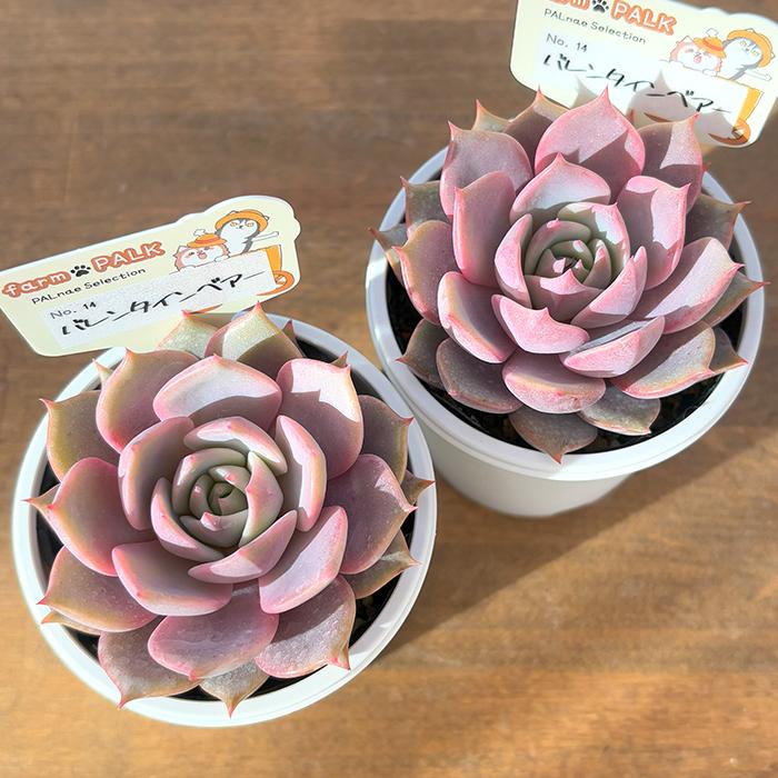 【予約販売】 多肉植物 PAL nae セレクション No.014 バレンタインベアー パルクさん苗 送料無料 エケベリア 6cmポット ...