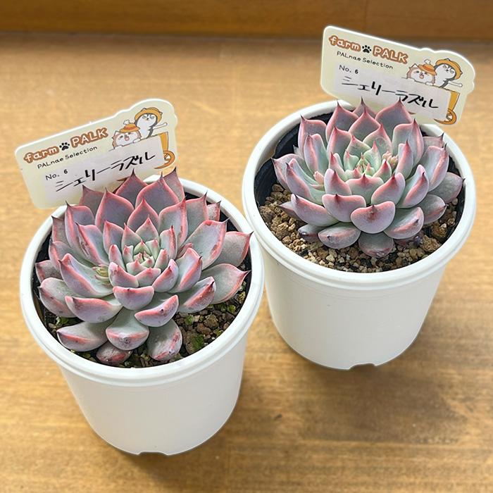 多肉植物 PAL nae セレクション No.006 シェリーラズル パルクさん苗 送料無料 エケベリア 6cmポット : フラワーネット日本 ...