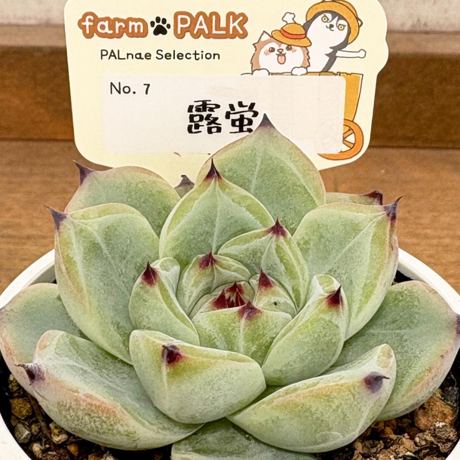 多肉植物 PAL nae セレクション No.007 露蛍 パルクさん苗 送料無料 エケベリア 6cmポット : フラワーネット日本花キ流通 ...