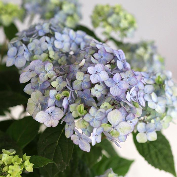 予約販売 吉岡麗子さんの山アジサイ 津江の小てまり ブルー 9cmポット ぽじさい 苗 花苗 苗木 山あじさい ヤマアジサイ 山紫陽花 yos 10月下旬以降発送 : フラワーネット日本花キ ...