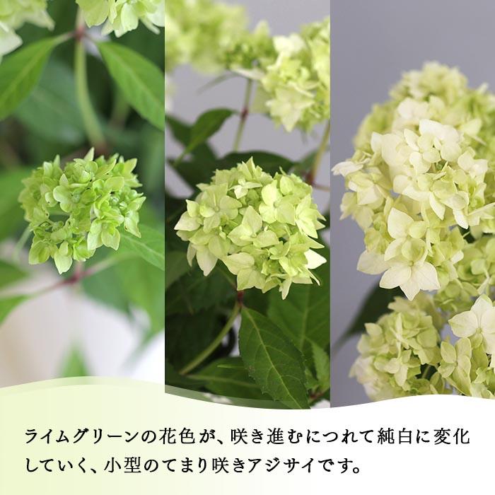 予約販売 吉岡麗子さんの山アジサイ 白扇 ハクセン 9cmポット ぽじさい 苗 花苗 苗木 山あじさい ヤマアジサイ 山紫陽花 yos 10月下旬以降発送 : フラワーネット日本花キ流通 ...