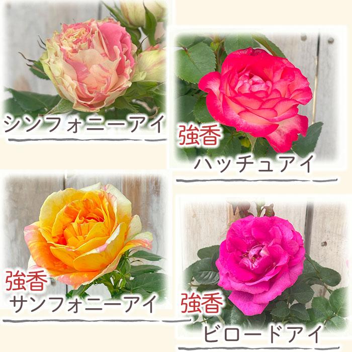 予約販売ミニバラ 10個セット 3号ポット 愛安ローズ オリジナル品種 コンプリート 福袋 送料無料 四季咲き 強香 香り バラ 薔薇 バラ苗 苗 ars 11月上旬以降発送 : フラワー ...