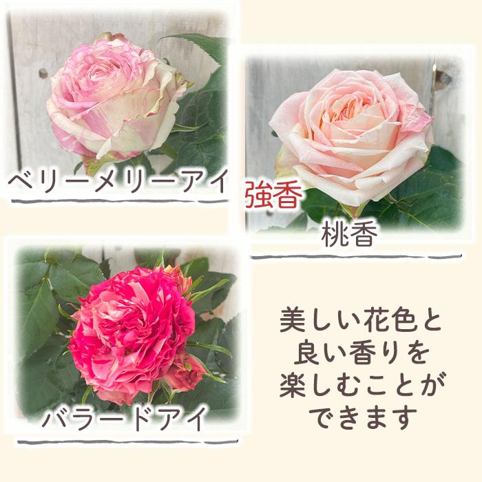 予約販売ミニバラ 10個セット 3号ポット 愛安ローズ オリジナル品種 コンプリート 福袋 送料無料 四季咲き 強香 香り バラ 薔薇 バラ苗 苗 ars 11月上旬以降発送 : フラワー ...