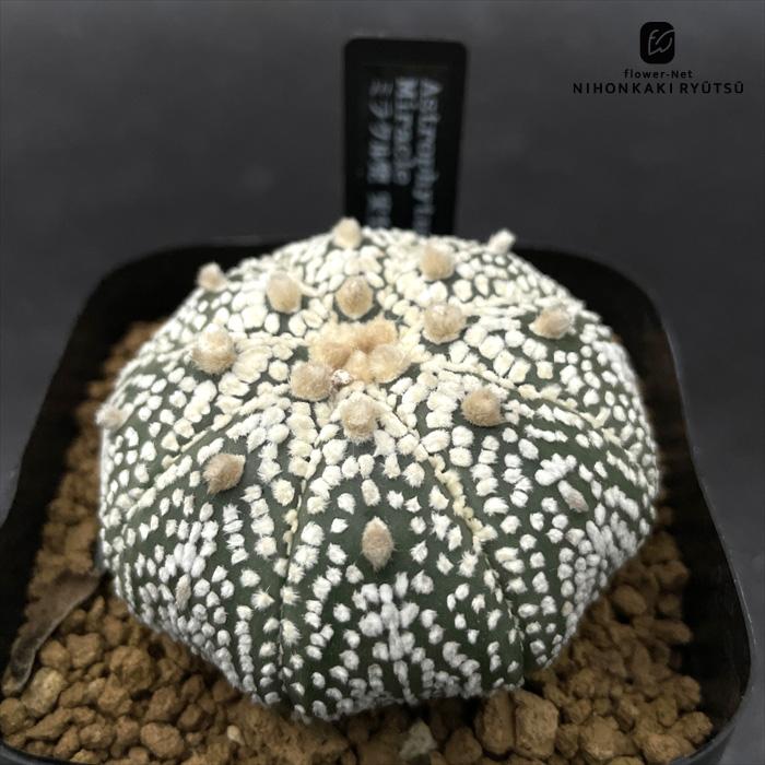 crnサボテン アストロフィツム ミラクル兜 実生 コロンカクタスさん苗 7.5cmポット カブト CORONCACTUS 仙人掌 送料無料 : フラワーネット日本花キ流通 - 通販 ...