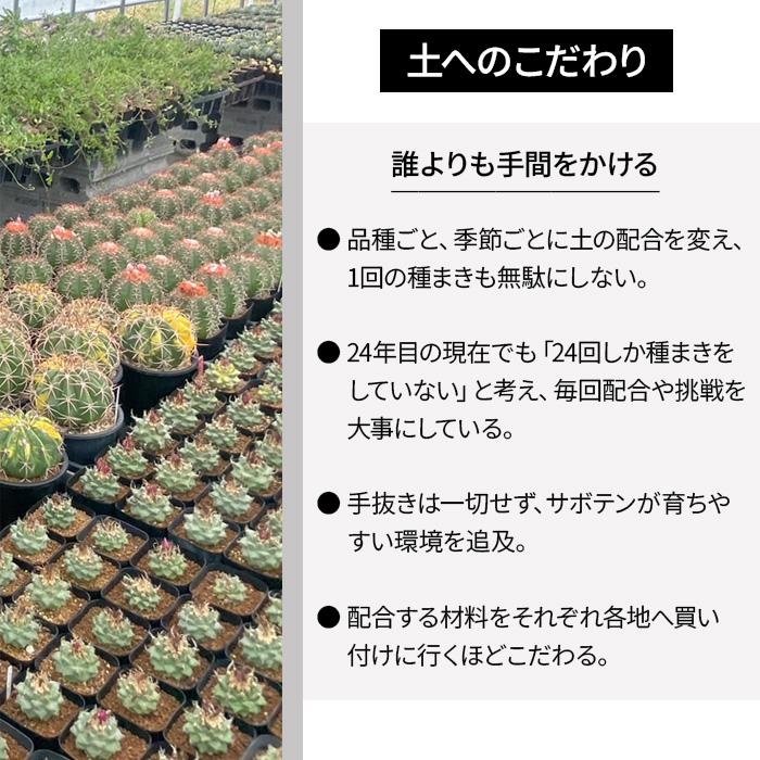 crnサボテン アストロフィツム ミラクル兜 実生 コロンカクタスさん苗 7.5cmポット カブト CORONCACTUS 仙人掌 送料無料 : フラワーネット日本花キ流通 - 通販 ...
