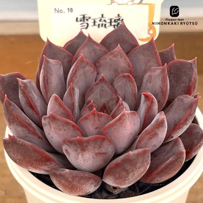 多肉植物 PAL nae セレクション No.010 雪琉璃 パルクさん苗 送料無料 エケベリア 6cmポット : フラワーネット日本花キ流通 ...