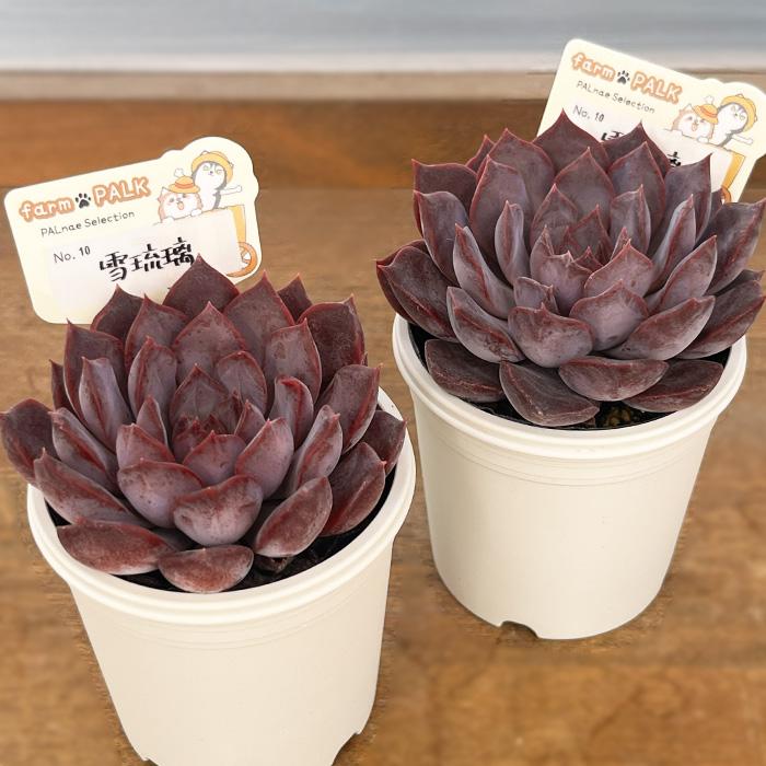 多肉植物 PAL nae セレクション No.010 雪琉璃 パルクさん苗 送料無料 エケベリア 6cmポット : フラワーネット日本花キ流通 ...