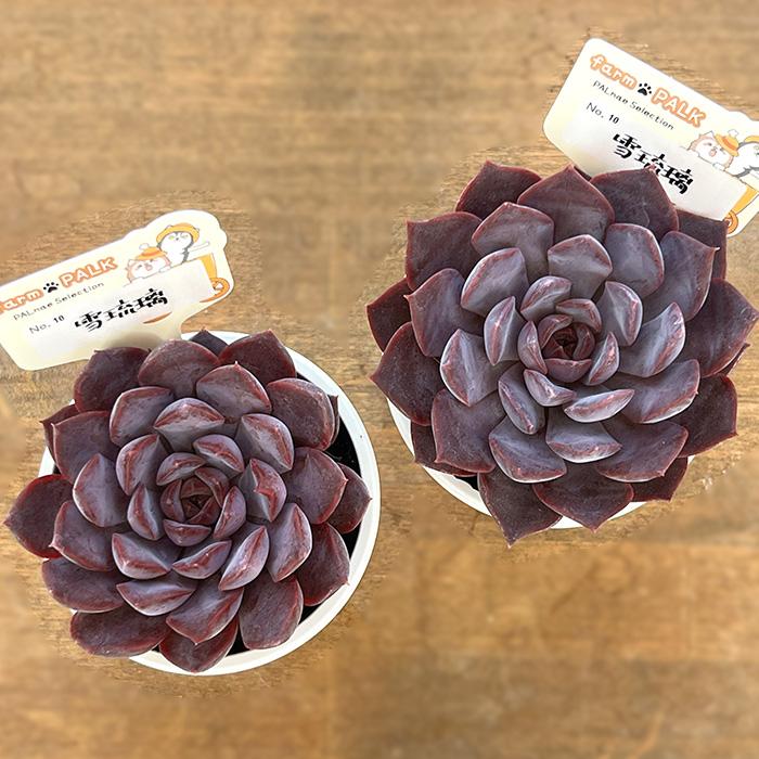 多肉植物 PAL nae セレクション No.010 雪琉璃 パルクさん苗 送料無料 エケベリア 6cmポット : フラワーネット日本花キ流通 ...