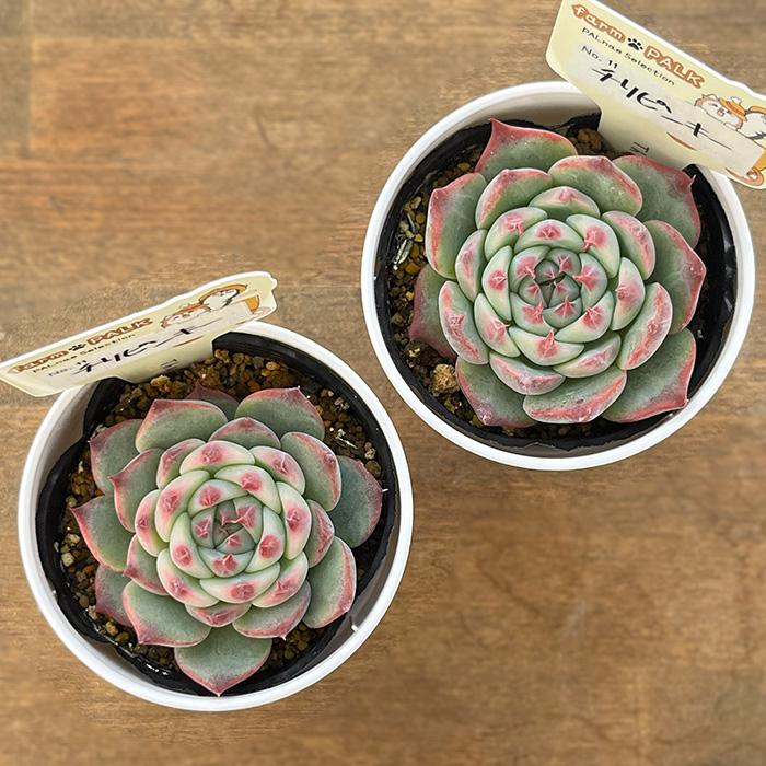 多肉植物 PAL nae セレクション No.011 チリピンキー パルクさん苗 送料無料 エケベリア 6cmポット 【お一人様1点限り ...