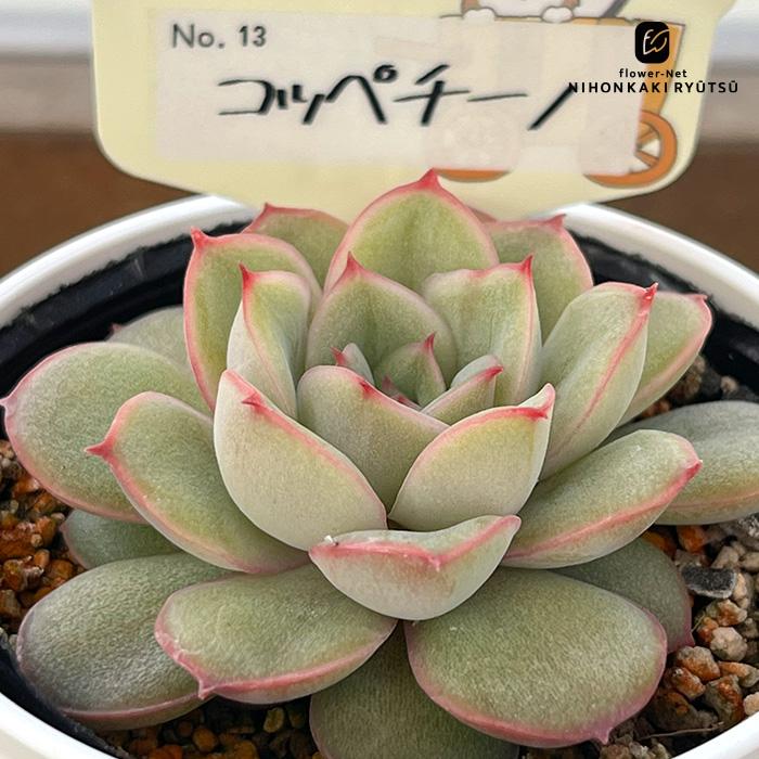 多肉植物 PAL nae セレクション No.013 コッペチーノ パルクさん苗 送料無料 エケベリア 6cmポット 【お一人様1点限り ...