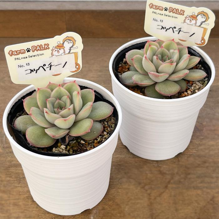 多肉植物 PAL nae セレクション No.013 コッペチーノ パルクさん苗 送料無料 エケベリア 6cmポット 【お一人様1点限り ...