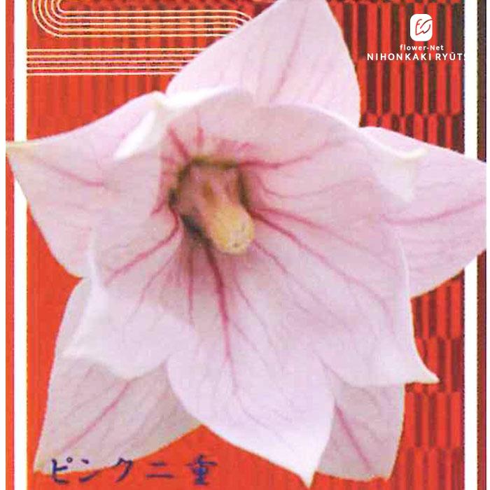 日本花キ流通 予約販売 キキョウ 苗 ピンク 二重咲き 9cmポット ガーデンそよ風 安藤氏育種 桔梗 切花 多年草 ガーデニング 花苗 宿根 ...
