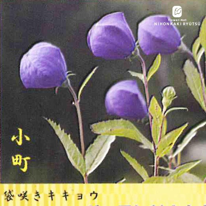 日本花キ流通 予約販売 キキョウ 苗 袋咲きキキョウ 小町 9cmポット ガーデンそよ風 安藤氏育種 桔梗 切花 多年草 ガーデニング 花苗 ...