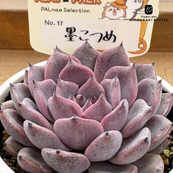多肉植物 PAL nae セレクション No.017 墨こつめ パルクさん苗 送料無料 エケベリア 6cmポット 【お一人様1点限り ...