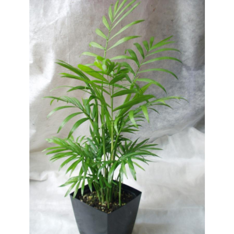 テーブルヤシ 観葉植物 4号鉢 訳あり品 : フラワーハウス・シモン - 通販 - Yahoo!ショッピング