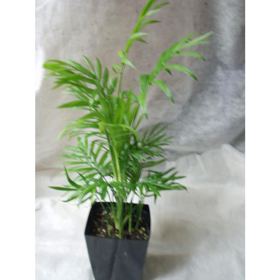 テーブルヤシ 観葉植物 4号鉢 訳あり品 : フラワーハウス・シモン - 通販 - Yahoo!ショッピング