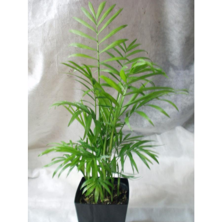 テーブルヤシ 観葉植物 4号鉢 訳あり品 : フラワーハウス・シモン - 通販 - Yahoo!ショッピング
