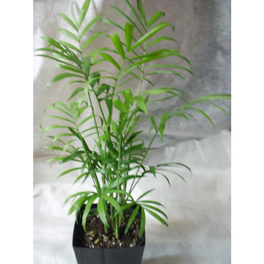 テーブルヤシ 観葉植物 4号鉢 訳あり品 :yasi-1:フラワーハウス・シモン - 通販 - Yahoo!ショッピング