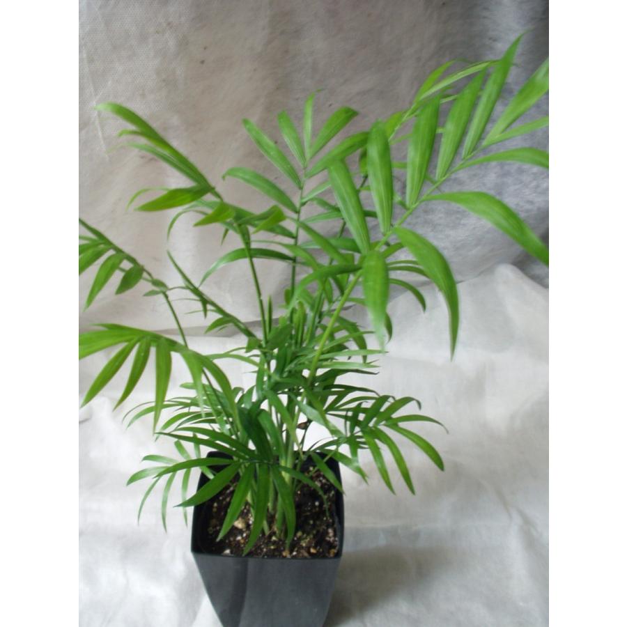 テーブルヤシ 観葉植物 4号鉢 訳あり品 :yasi-1:フラワーハウス・シモン - 通販 - Yahoo!ショッピング