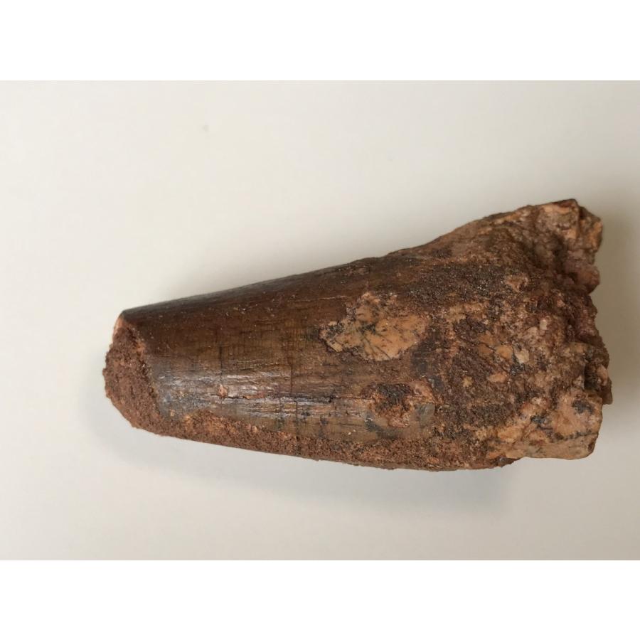★肉食恐竜「スピノサウルスの歯」化石50．1mm : 化石・鉱物専門店Fossils - 通販 - Yahoo!ショッピング