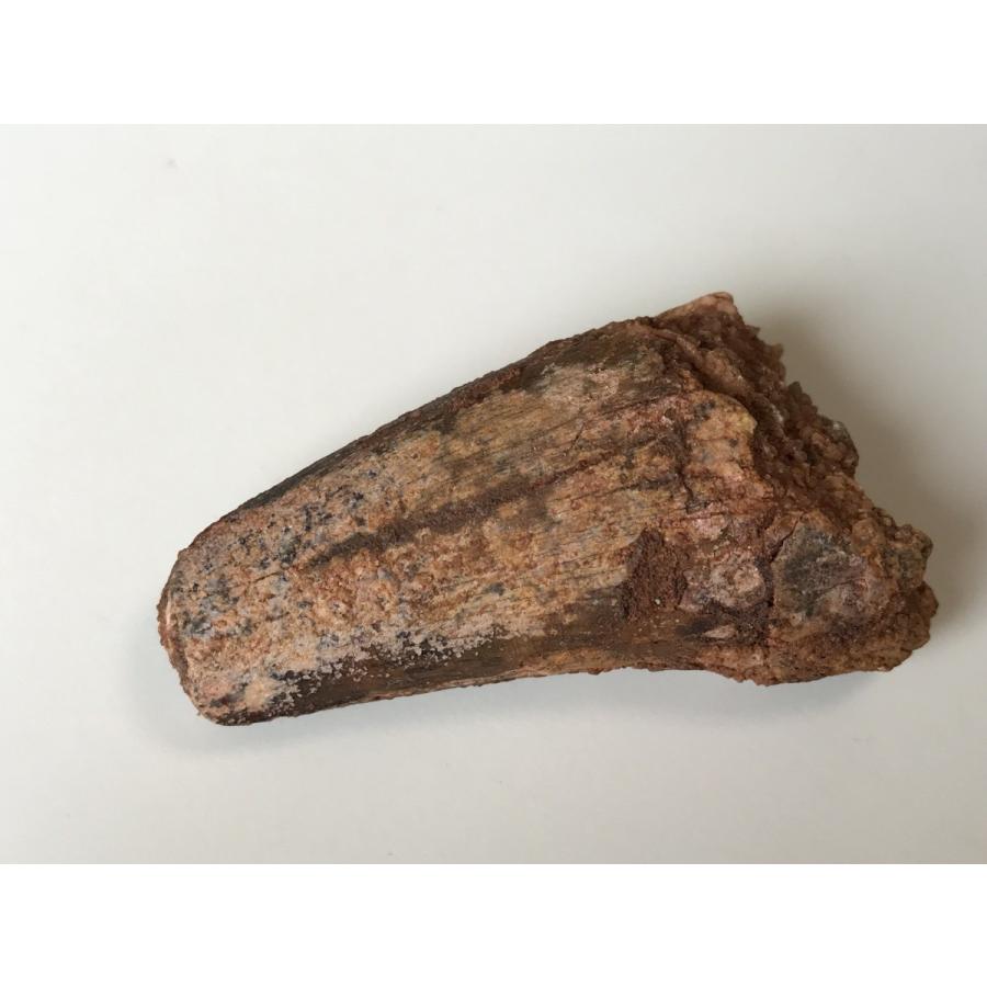 ★肉食恐竜「スピノサウルスの歯」化石50．1mm : 化石・鉱物専門店Fossils - 通販 - Yahoo!ショッピング