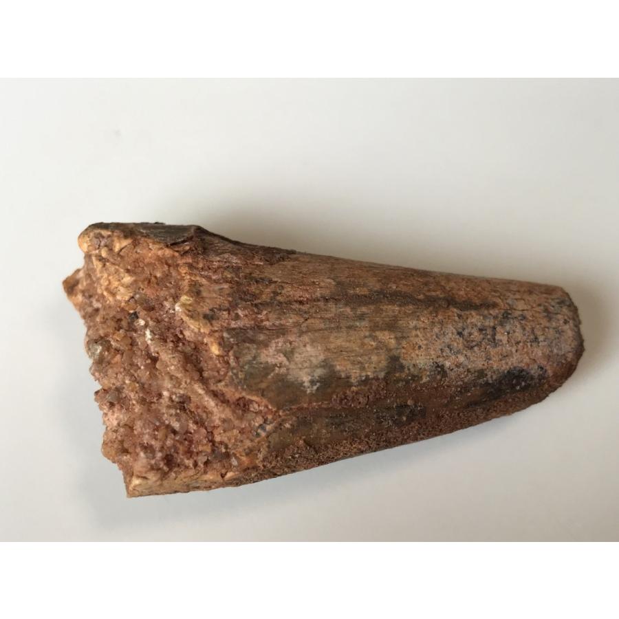 ★肉食恐竜「スピノサウルスの歯」化石50．1mm : 化石・鉱物専門店Fossils - 通販 - Yahoo!ショッピング