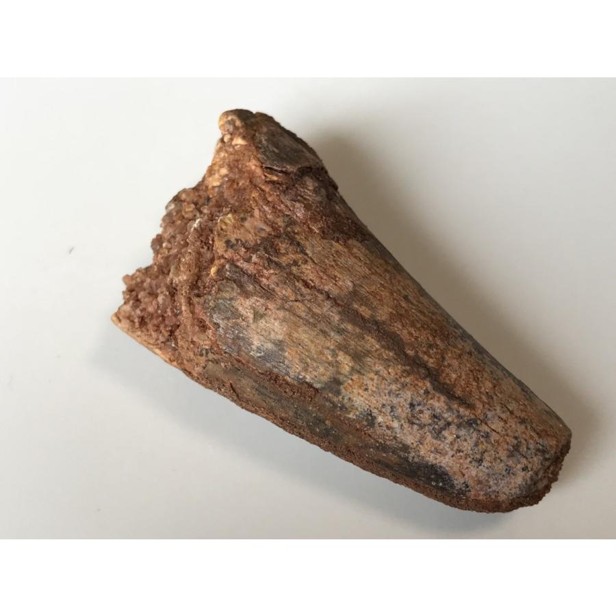 ★肉食恐竜「スピノサウルスの歯」化石50．1mm : 化石・鉱物専門店Fossils - 通販 - Yahoo!ショッピング