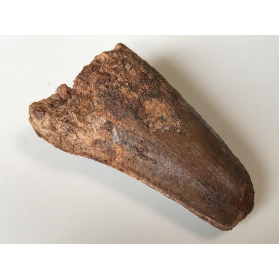 ★肉食恐竜「スピノサウルスの歯」化石50．1mm : 化石・鉱物専門店Fossils - 通販 - Yahoo!ショッピング