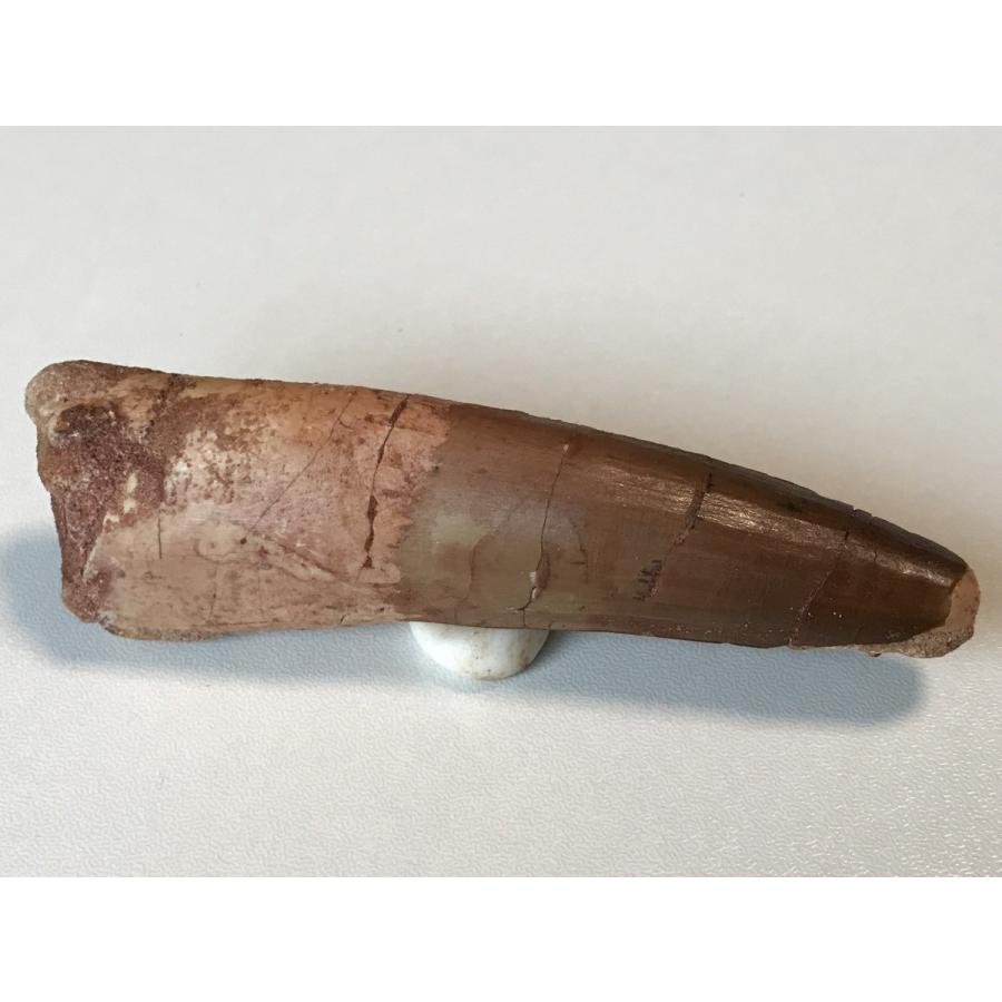 ★肉食恐竜「スピノサウルスの歯」化石 97．1mm 迫力のサイズ！美品！ : 化石・鉱物専門店Fossils - 通販 - Yahoo!ショッピング