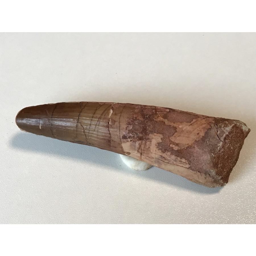 ★肉食恐竜「スピノサウルスの歯」化石 97．1mm 迫力のサイズ！美品！ : 化石・鉱物専門店Fossils - 通販 - Yahoo!ショッピング