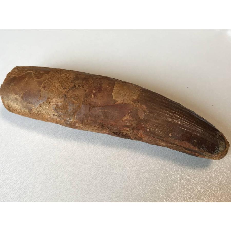 ★肉食恐竜「スピノサウルスの歯」化石114．1mm 101g大迫力のサイズ！ : 化石・鉱物専門店Fossils - 通販 - Yahoo ...