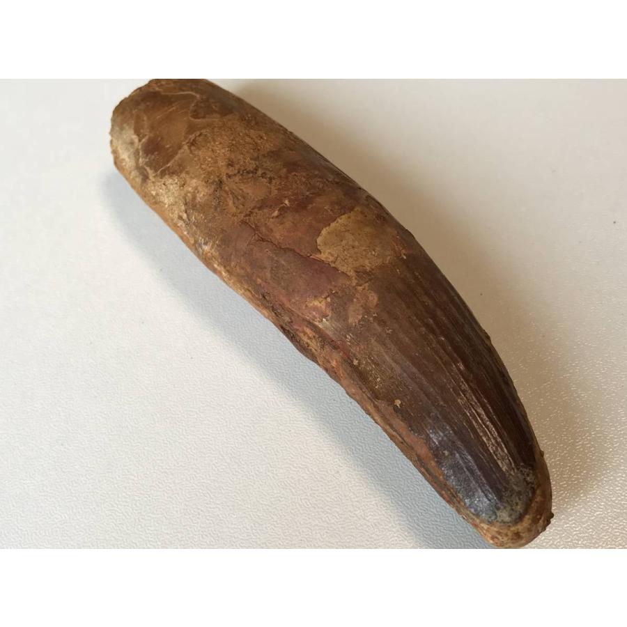 ★肉食恐竜「スピノサウルスの歯」化石114．1mm 101g大迫力のサイズ！ :pkbum7bimt:化石・鉱物専門店Fossils - 通販 ...