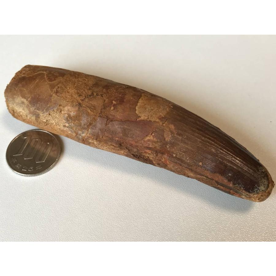 ★肉食恐竜「スピノサウルスの歯」化石114．1mm 101g大迫力のサイズ！ : 化石・鉱物専門店Fossils - 通販 - Yahoo ...
