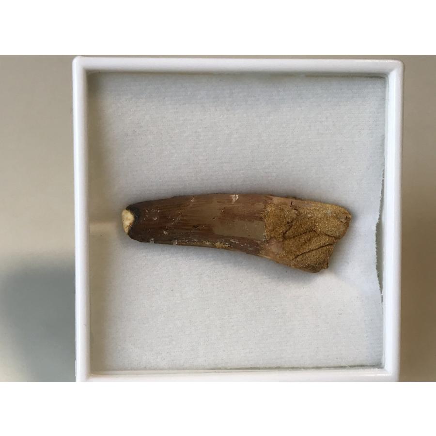 肉食恐竜 化石 スピノサウルスの歯65．1mm（保管ケース入り） : 化石・鉱物専門店Fossils - 通販 - Yahoo!ショッピング