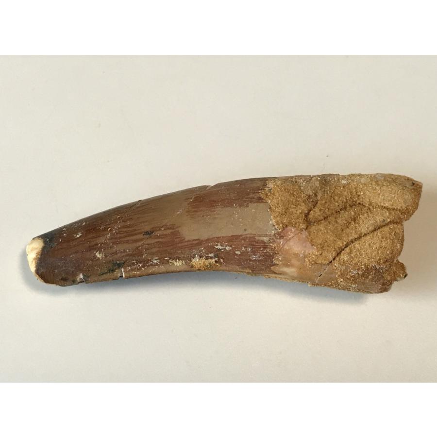肉食恐竜 化石 スピノサウルスの歯65．1mm（保管ケース入り） : 化石・鉱物専門店Fossils - 通販 - Yahoo!ショッピング