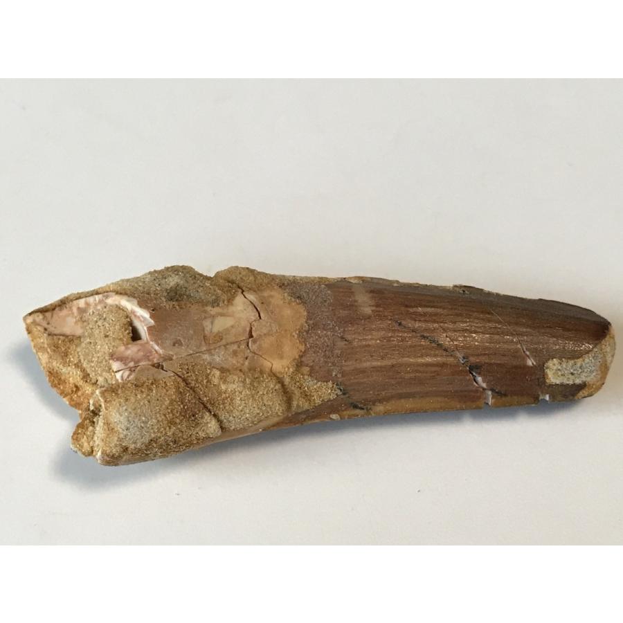 肉食恐竜 化石 スピノサウルスの歯65．1mm（保管ケース入り） : 化石・鉱物専門店Fossils - 通販 - Yahoo!ショッピング